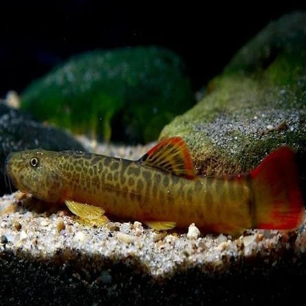 Homatula variegata – Red‑Tail Sucking Loach (~12–18 cm)