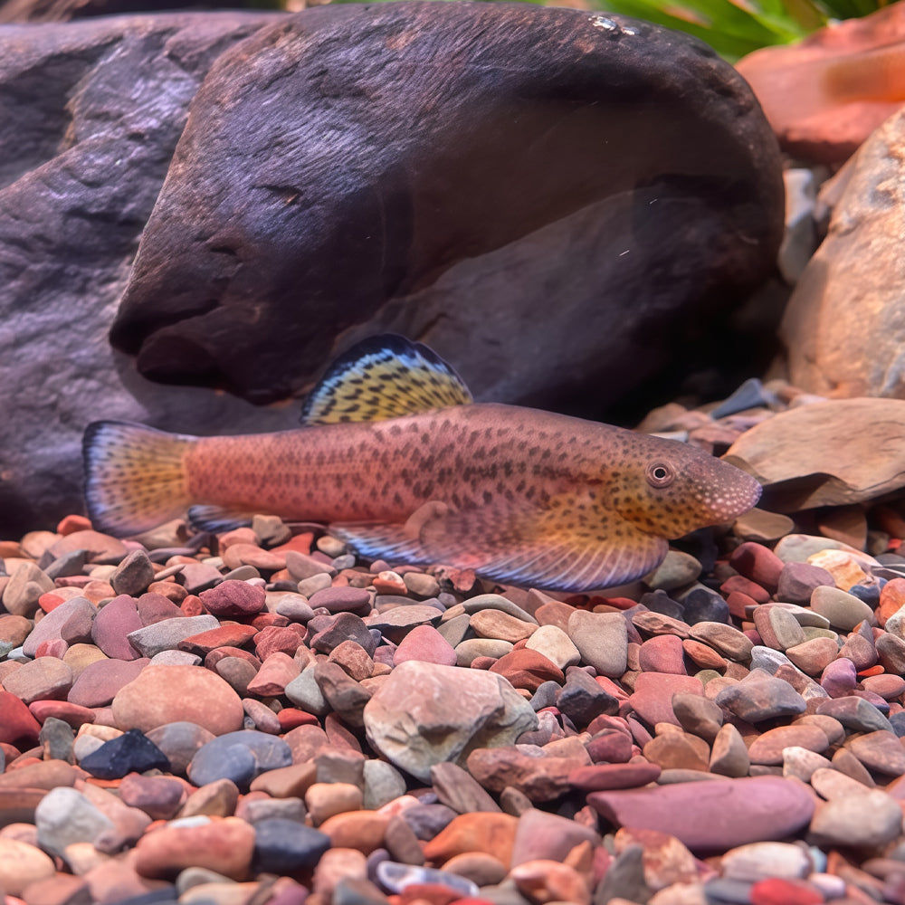 Pseudogastromyzon lianjiangensis – Lianjiang Hillstream Loach (2.5–3 i