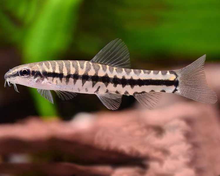 Yunnanilus pulcherrimus – Mini Zebra Loach (~4 cm / 1.5″)